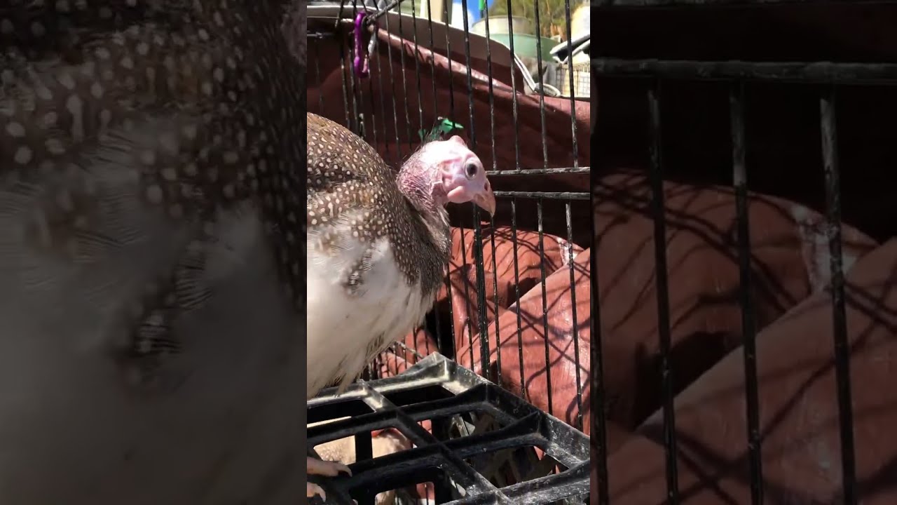 Sweet brown pied guinea fowl keet - YouTube