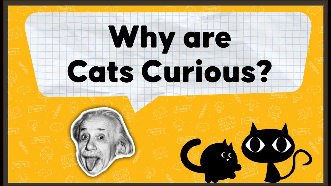 Quriosity Killed The Cat Or Did It? |#QShala #Quriouscat #curiouscat # ...