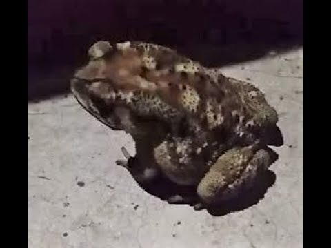 Toad eating flies - YouTube