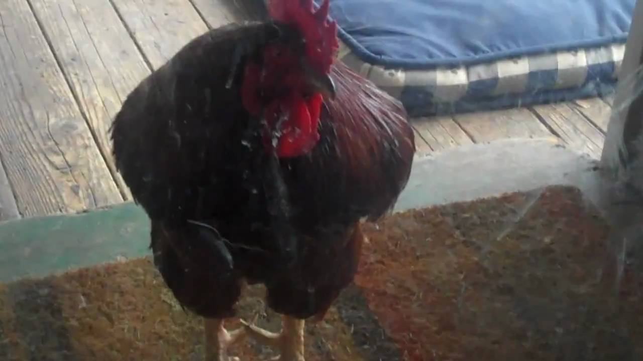 Mr Rooster - YouTube