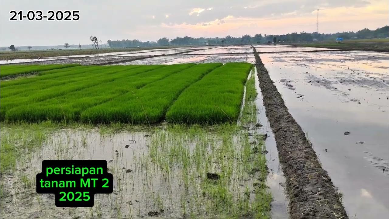 persiapan tanam padi MT 2 - YouTube