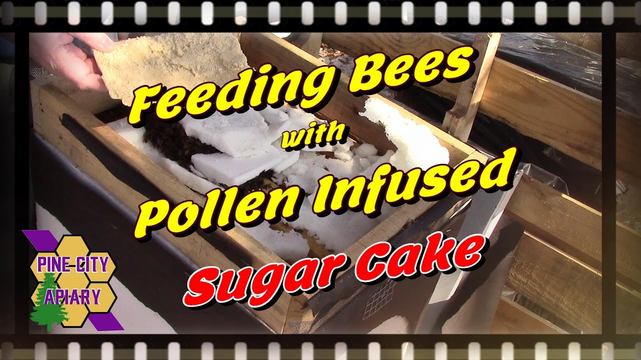 Feeding BEES with POLLEN INFUSED Sugar Cake - YouTube
