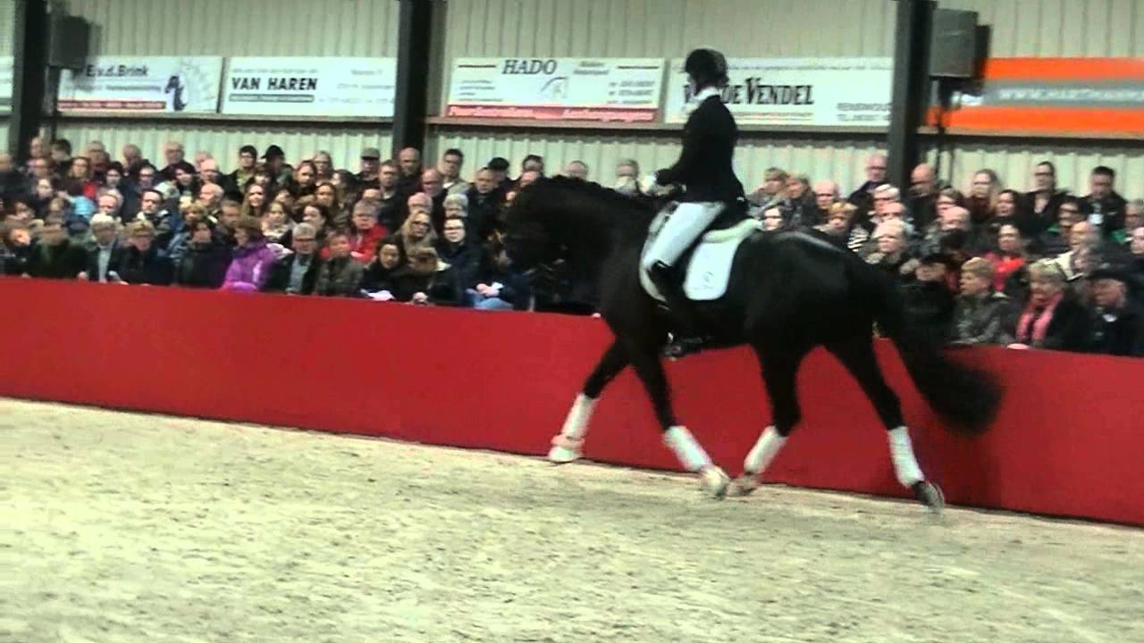 'Hometown' (v.Apache x Ferro) @ Stallion presentation Gebr. van Manen ...