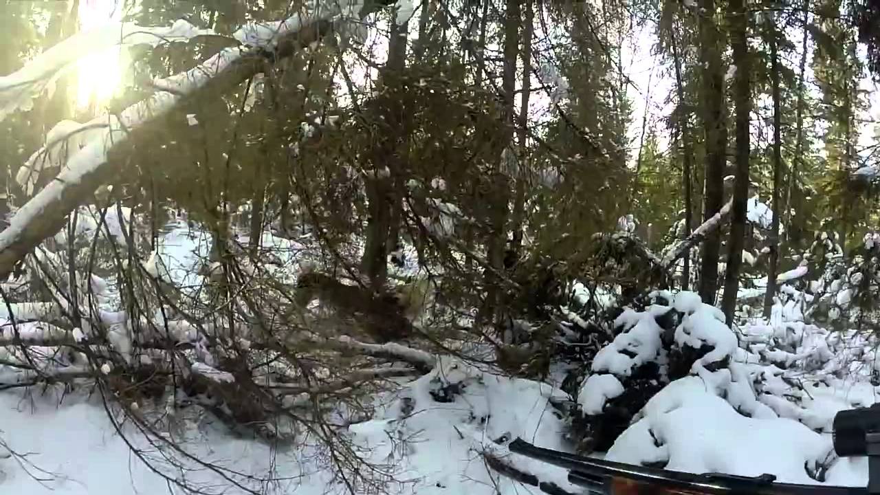 Hunting for wild boar. Dogs In Action 3 - YouTube