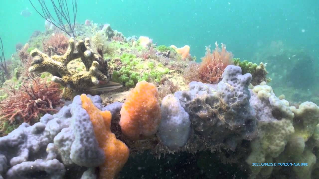 Dunedin Artificial Reef clean up 2011 - YouTube
