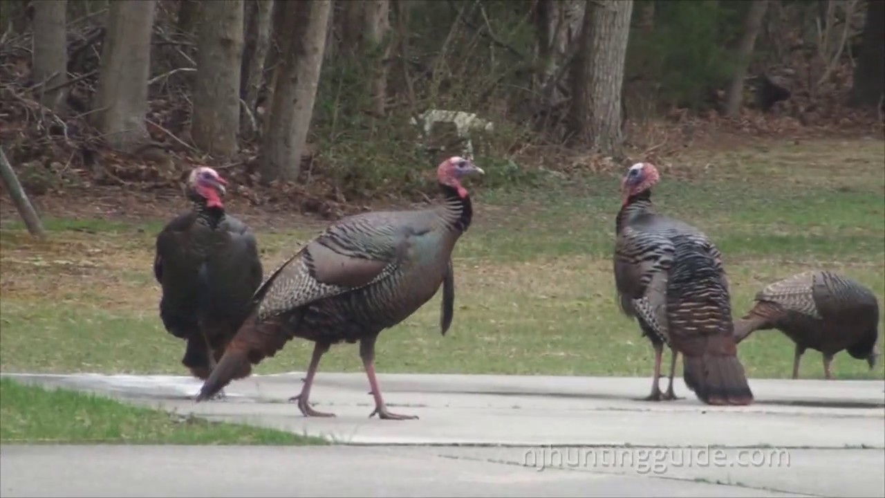 Scouting Turkeys For 2017 Season - YouTube