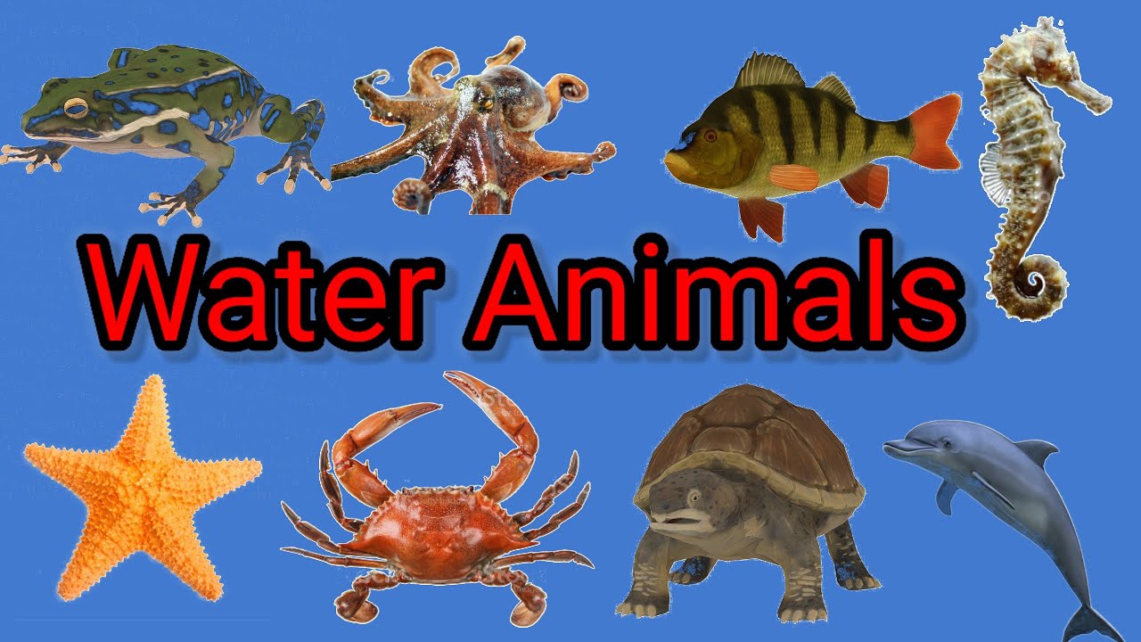 Water Animals| Sea Animals|Water Animals name| Water animals pictures ...