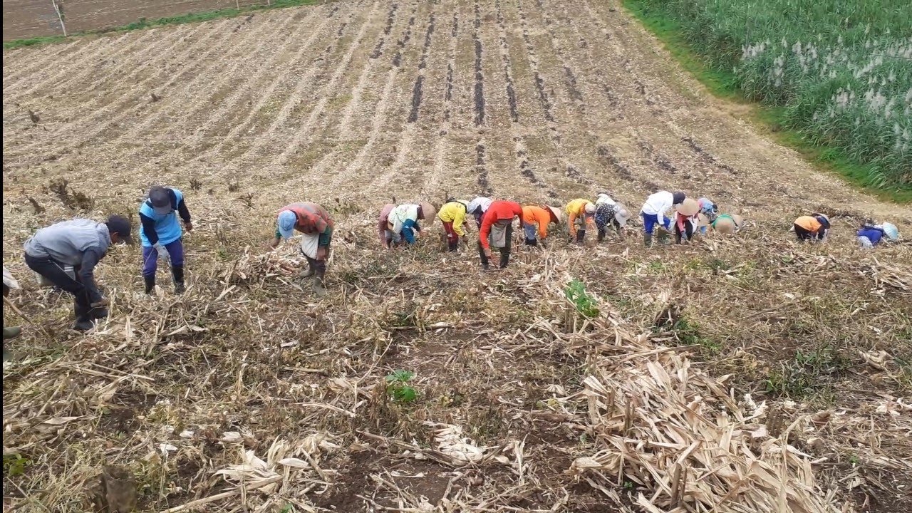 Tanam Jagung Tanpa Olah Tanah‼ Pakai Alat Ini Cepat Dan Praktis - YouTube