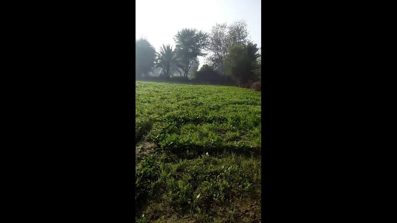 Beautiful village | Gaon ka khob soorat manzar - YouTube