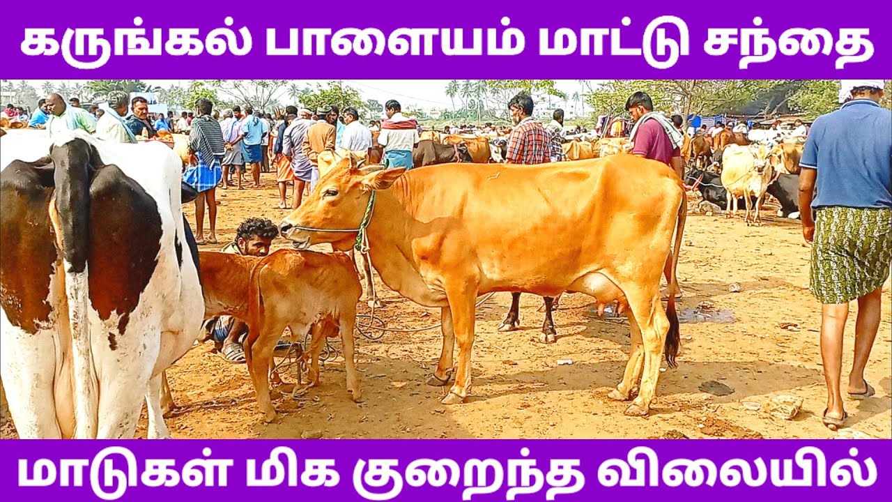 உலக புகழ் பெற்ற கருங்கல் பாளையம் மாட்டு சந்தை/tamilnadu cow market ...