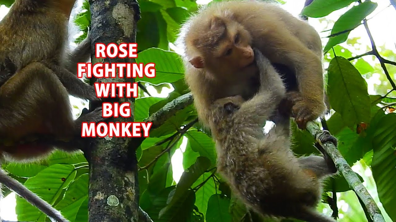 MUCH PITY MOM ROSE HUG HER BABY IN CHEST FIGHT WITH BIG MONKEY ON THE ...