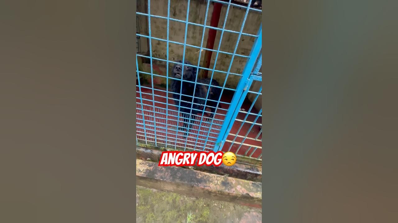 Angry Dog Caught on Camera #AngryDog #DogShorts #FunnyDogVideos# ...
