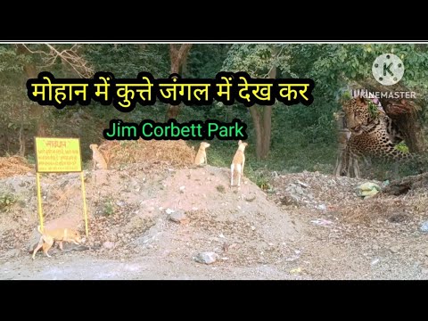 Dogs started barking after seeing leopard || jim Corbett National Park ...