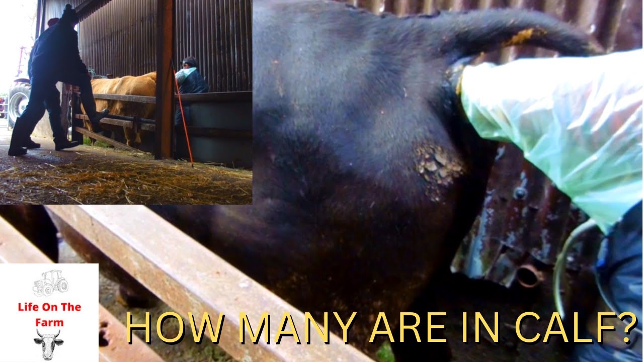 PREGNANCY SCANNING THE COWS - YouTube