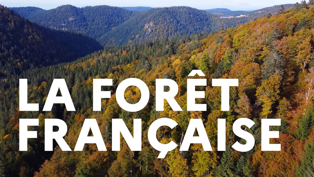 La forêt française - YouTube
