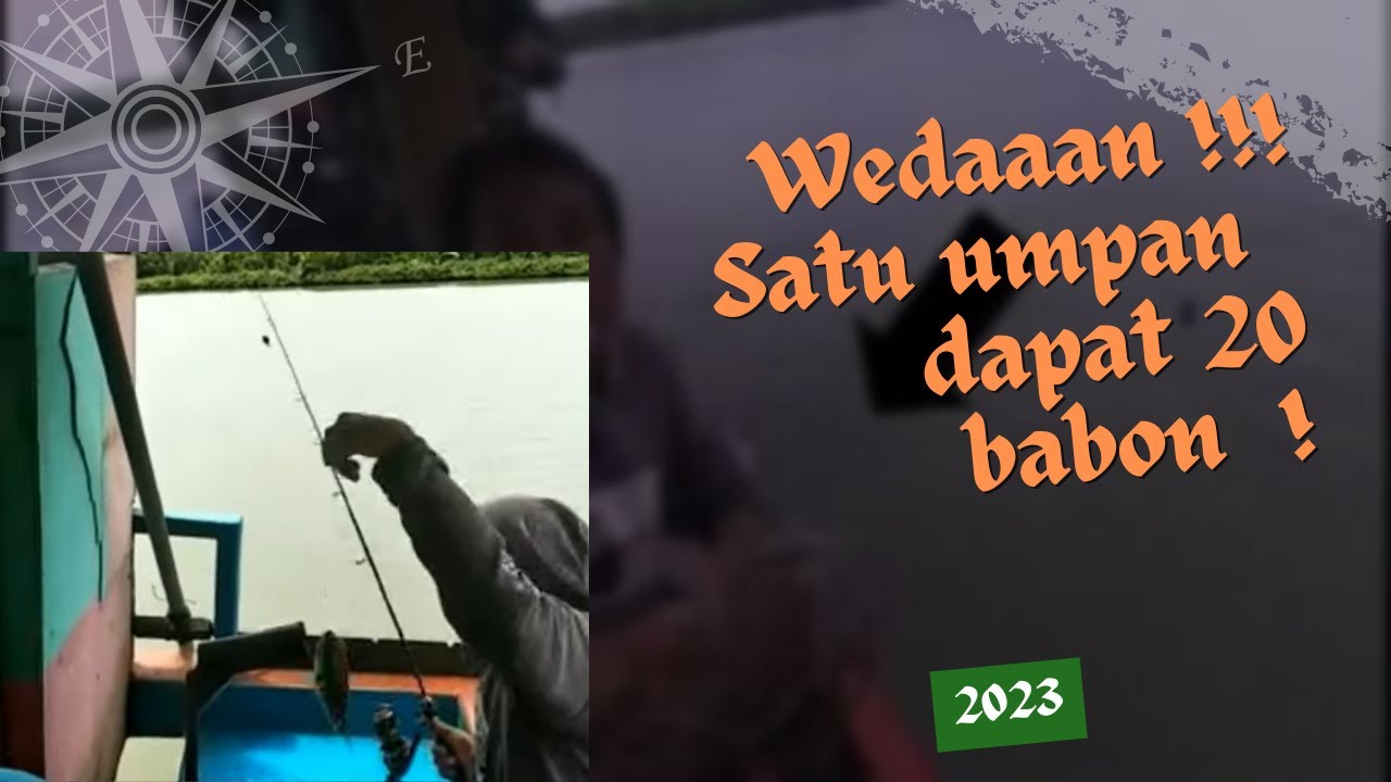 mantulll ...umpan racik udang busuk bikin joran melengkung disambar ...