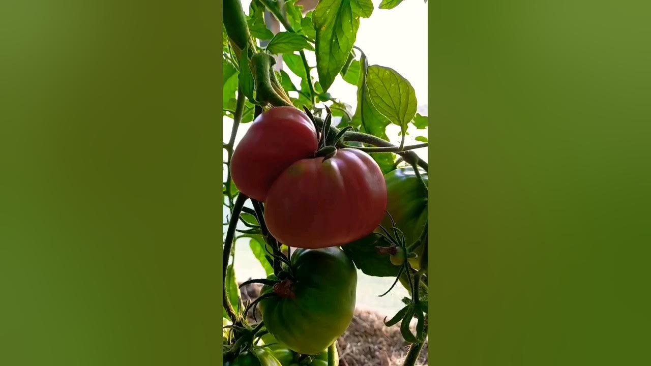 Томат КОРНЕЕВСКИЙ КРУПНЫЙ РОЗОВЫЙ. Коллекционный сорт. Ярославская обл ...