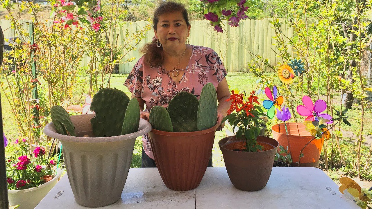 Como reproducir o germinar un nopal comprado de el supermercado |How to ...