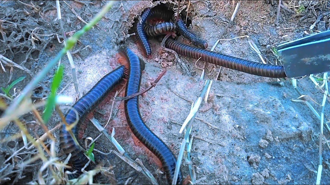 Catch giant millipede in the deep hole - Nature insects - YouTube