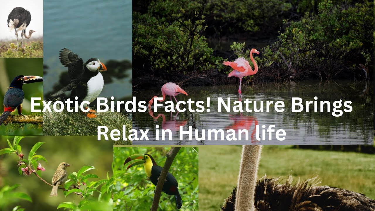 Exotic Birds Facts! Beautiful Bird Sounds In Rainforest | Jungle Sounds ...