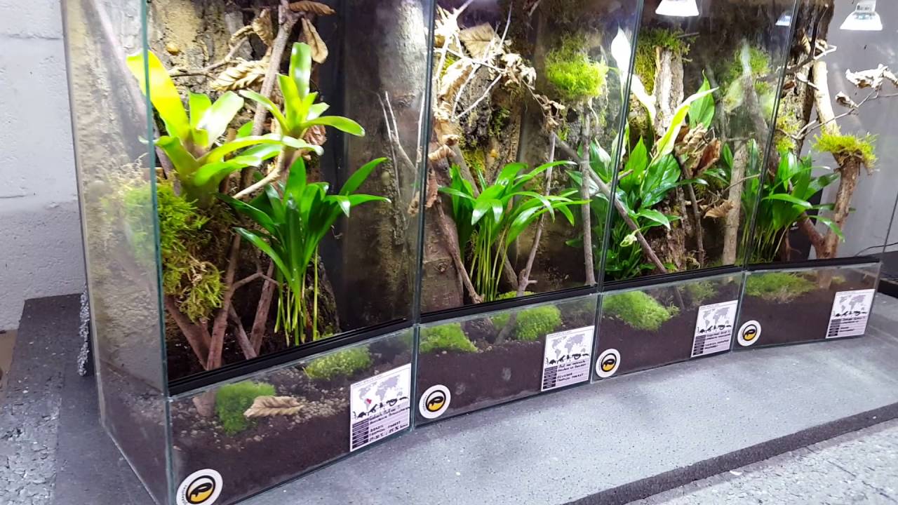 Arboreal tarantula vivarium terrarium avicularia - YouTube