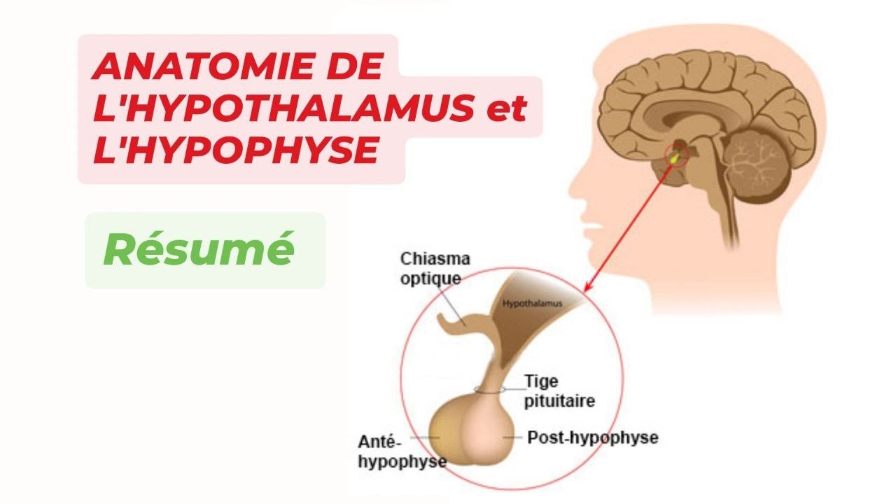 ANATOMIE DE L'AXE HYPOTHALAMO-HYPOPHYSAIRE ( Résumé ) - YouTube