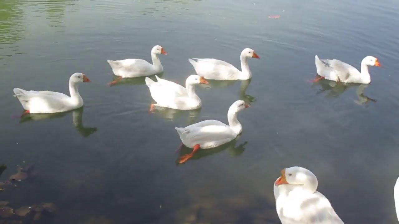 Beautiful Geese swimming in the pond || Indian Goose || Goose pond ...
