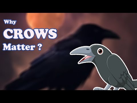 What Role Do Crows Play In The Ecosystem
