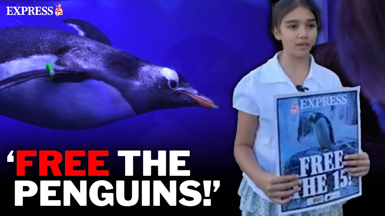 Fury as children demand captive penguins be freed from 'evil' London ...