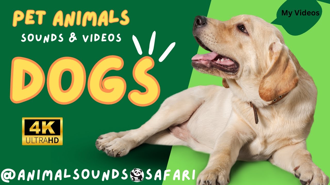 ANIMAL SOUNDS : DOG ANIMAL SOUNDS & VIDEOS BY ANIMALSOUNSSAFARI - YouTube