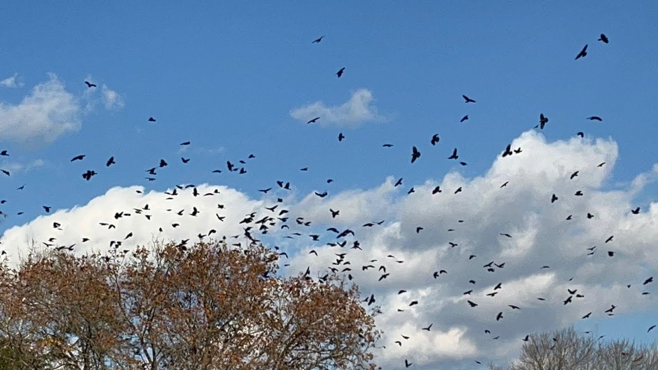 Flock of Ravens (Birds) After the Harvest - YouTube