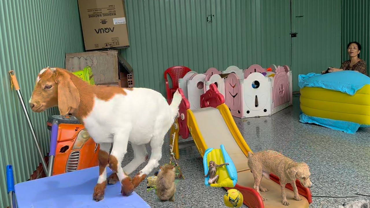 Thank you Andrea Nagy for donating slide floats to Monkeys and Mocca Goats - YouTube