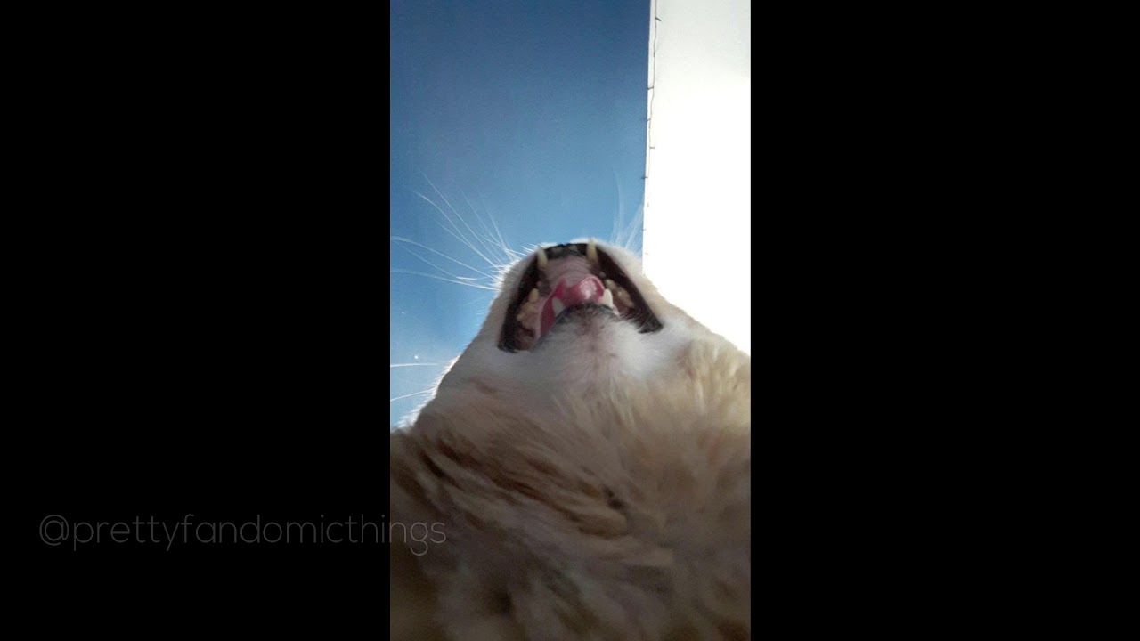 Five Hours of Cat Day - YouTube