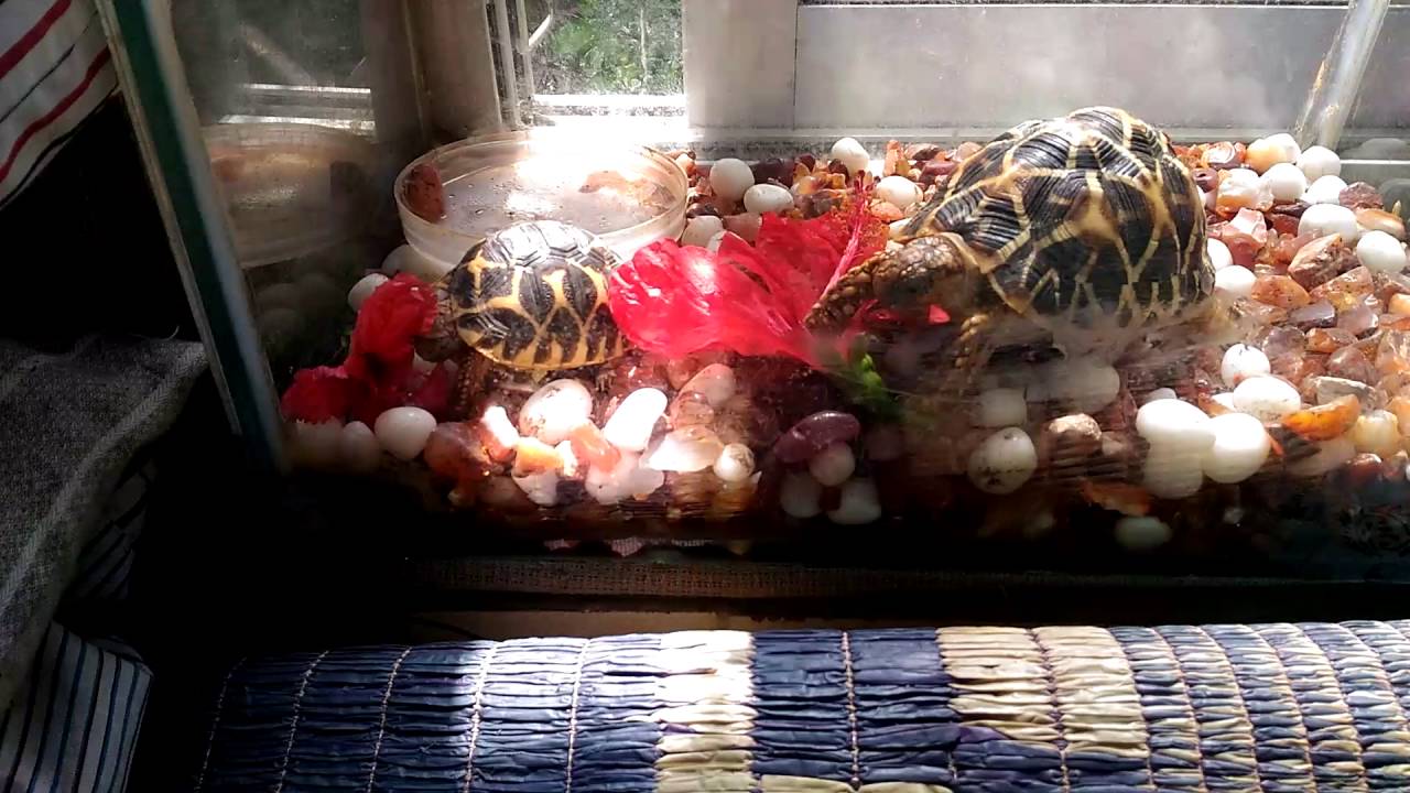 Small Indian Star tortoise feeding - YouTube