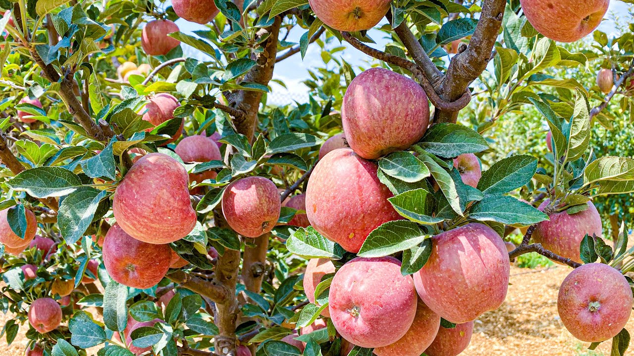 A Family Land, Five Varieties of Apples Planted in Lebanon, in Sowan ...