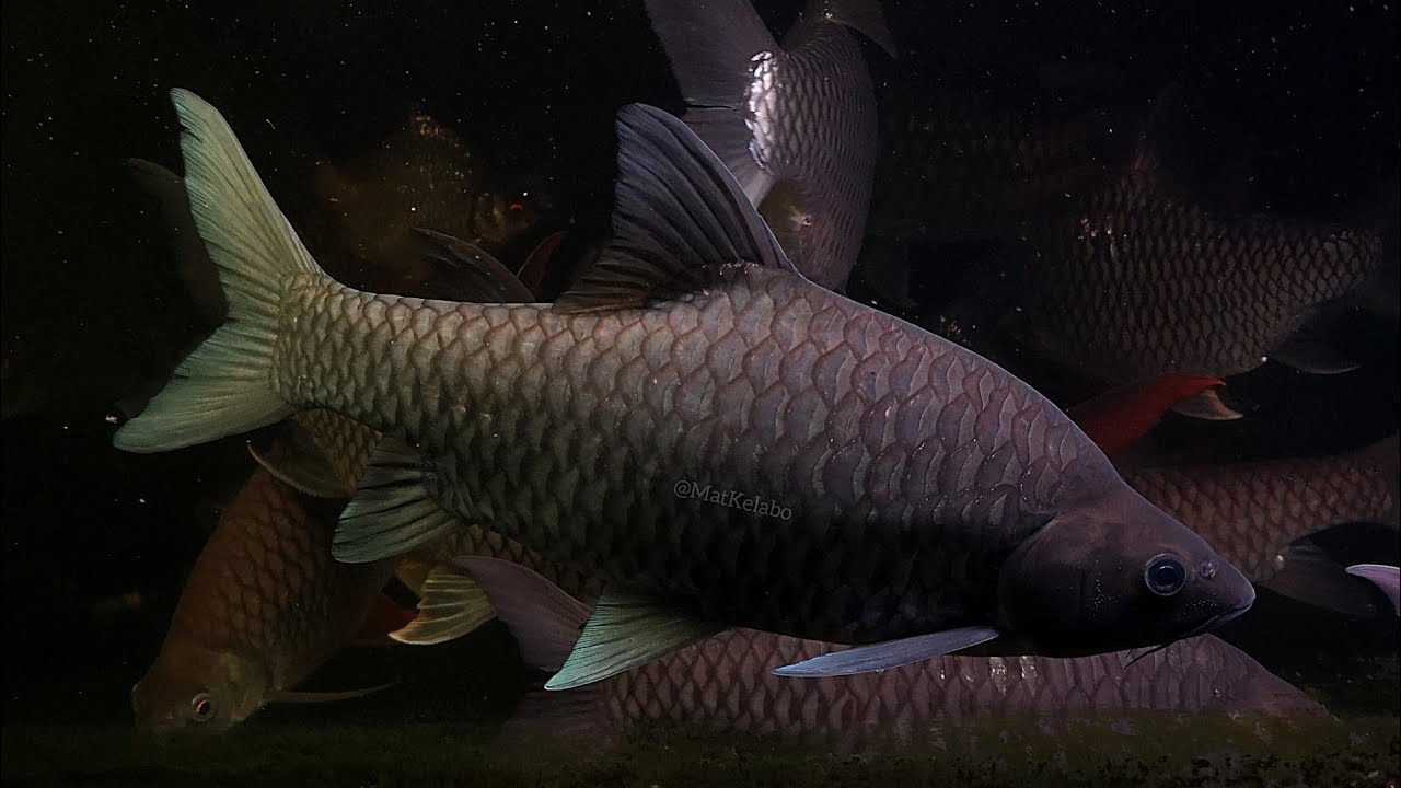 Pre-adult Tor sp. "Humpback Salween" (Salween River) - YouTube