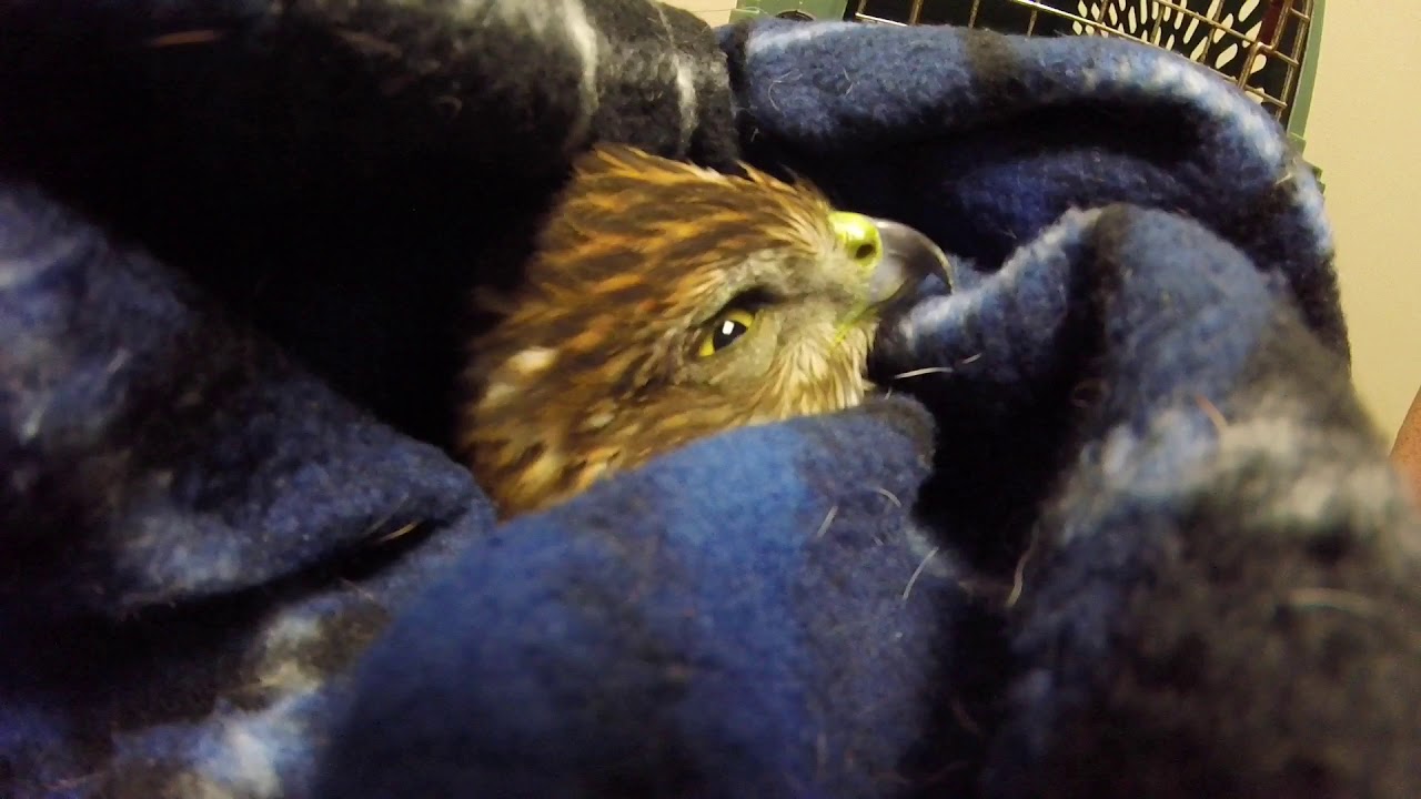 COOPERS HAWK RETRIEVED FROM A TIRE CENTER ENDS UP SUFFERING FROM ...