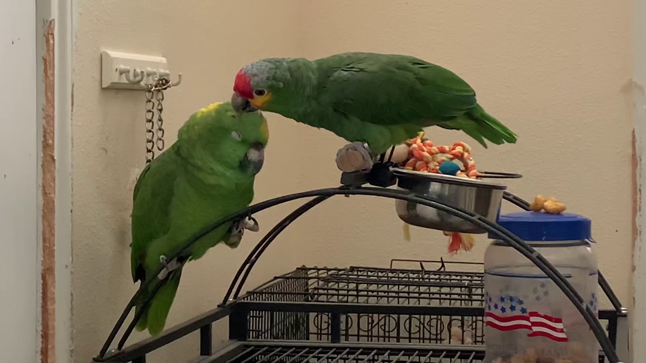 Parrot falls asleep cuddling - YouTube