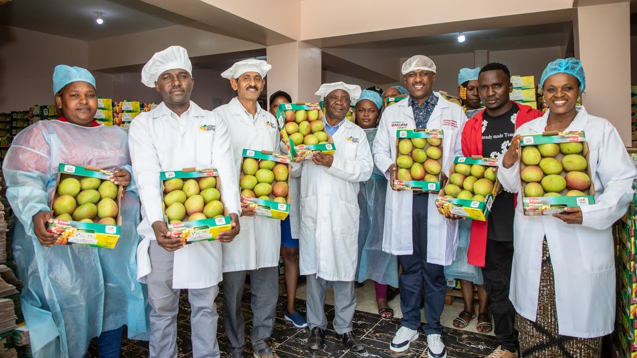 Ready MARKET for Makueni Mangoes farmers! Share.. - YouTube