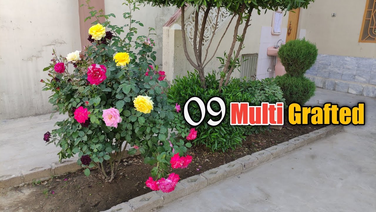 Multi Grafted Rose veritys - YouTube