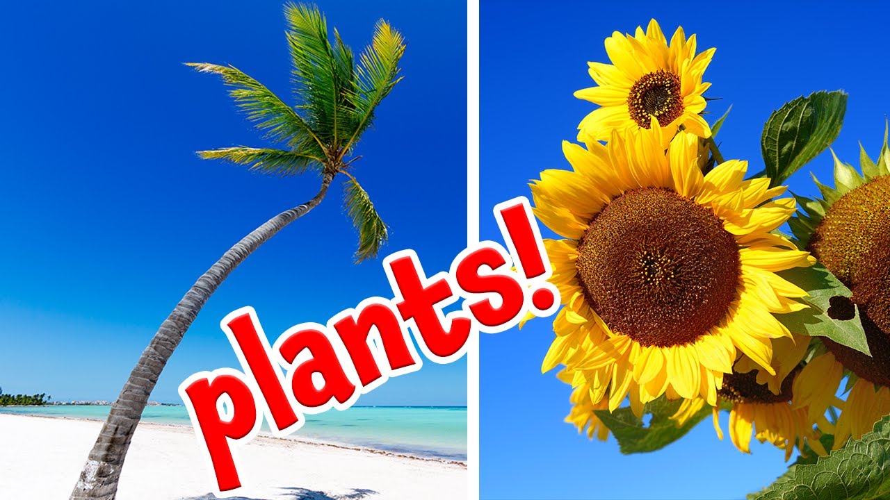 Plants Learning Names Of Plants For Kids YouTube plants-learning-names-of-plants-for-kids-youtube