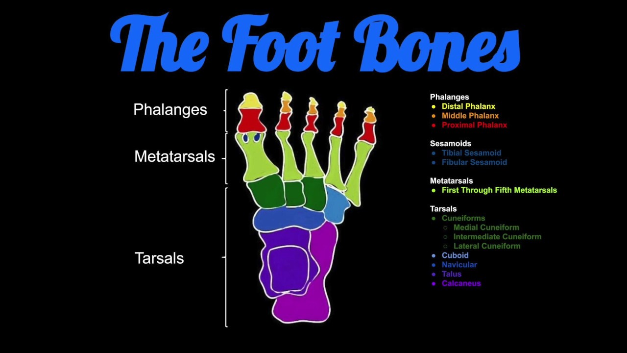 Learn The Foot Bones In 60 Seconds YouTube learn-the-foot-bones-in-60-seconds-youtube