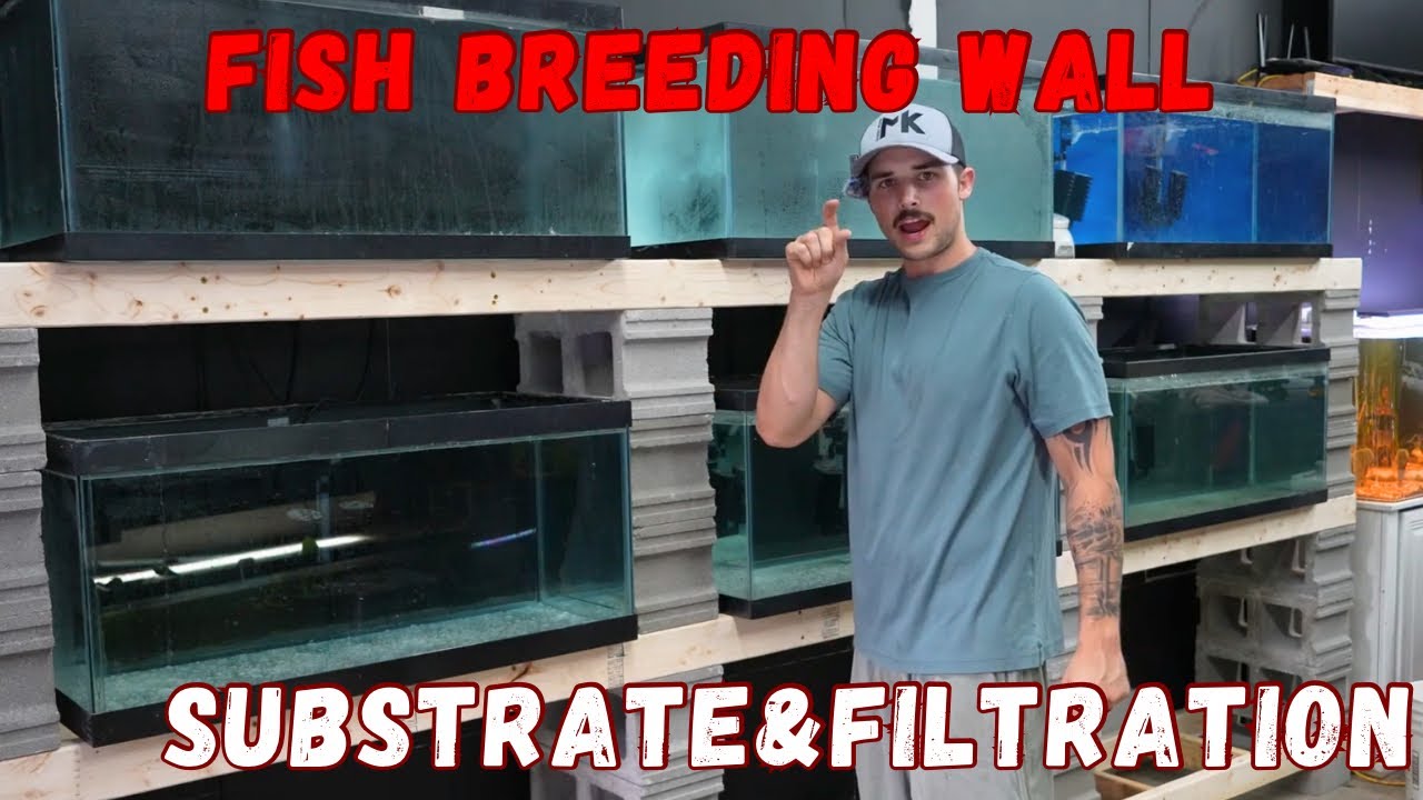 Fish Tank Wall Gets Substrate and Filtration: Choosing Fish to Breed ...