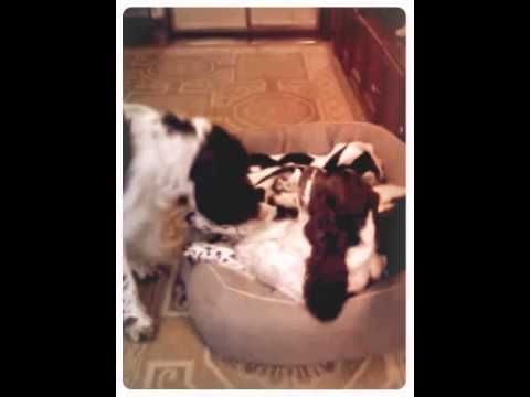 English Springer Spaniel "Chiara&Bella" - YouTube