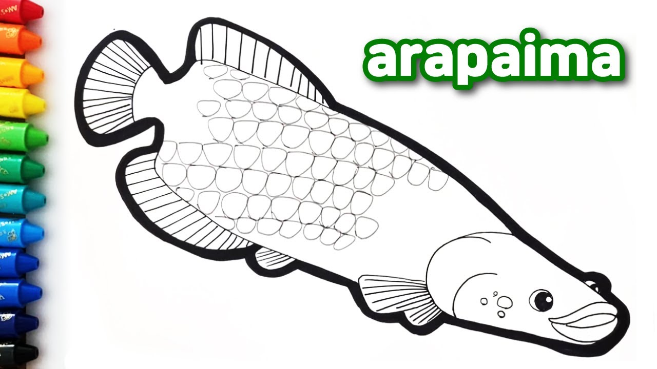 바다탐험대 옥토넛 피라루쿠를 그려보자!/Let’s draw and paint arapaima the Octonauts./색칠놀이 ...