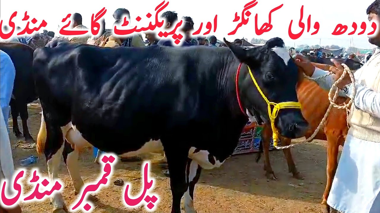 Pull Qamber Mandi | Cholistani Sahiwal Cross Cow Mandi || Mandi Star ...