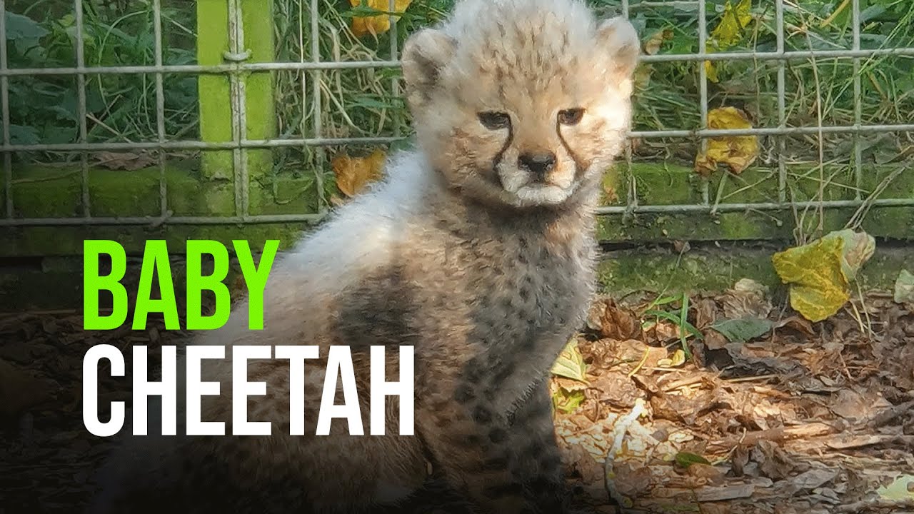 Birth Of Cheetah Cub Brings Hope To Vulnerable Species - YouTube