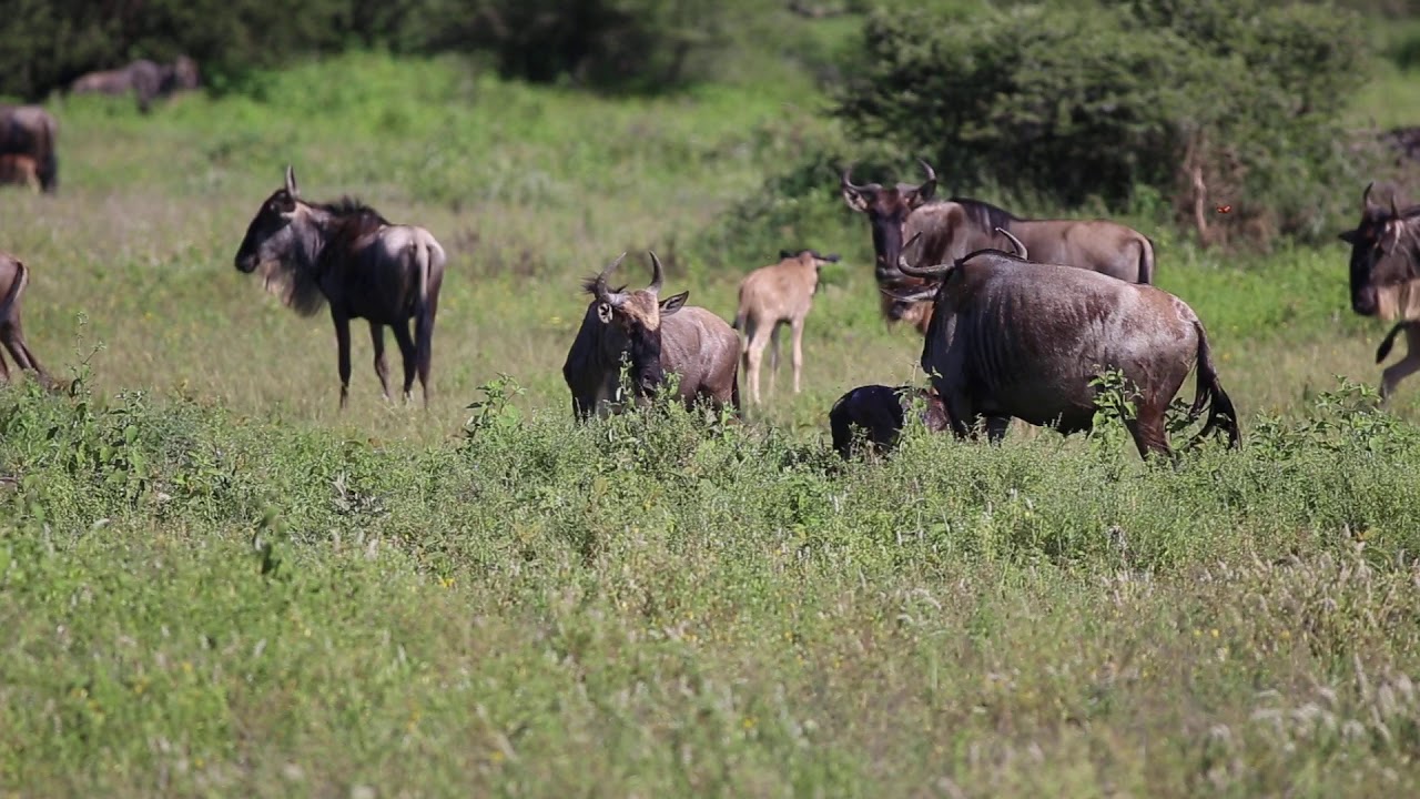 Wildebeest Calving at Lake Ndutu Serengeti Tanzania - Wildebeest New ...