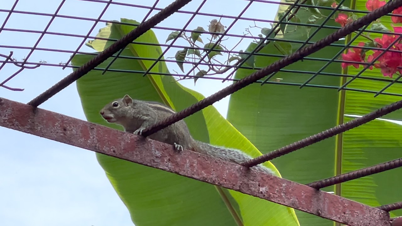 How does Palm Squirrel chatter sounds ? | Squirrel Sounds| squirrel's ...