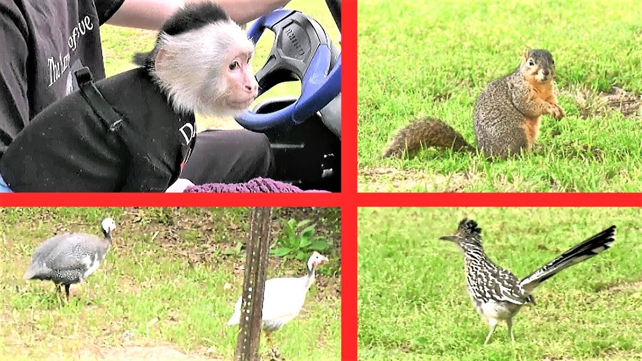 Take a Country Rhino Ride with Monkey Lillian | See Wild Animals ...